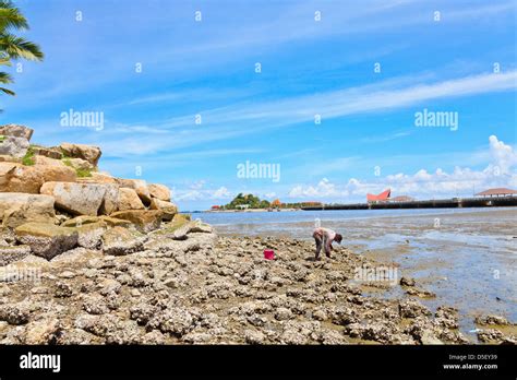 Native Woman Searching For Shellfish At The Rocky Seashore Of Si Racha One Of The Famous Resort