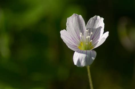 Källan Eyn Sof Romantisk Ljusfångst