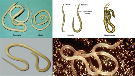 Phylum Hemichordata Definition Classification Characteristics Examples Biology Notes Online