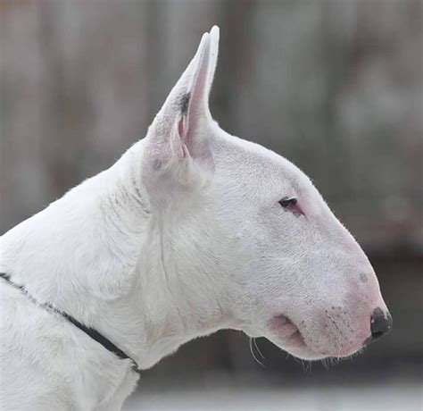 Носатая собака 71 фото