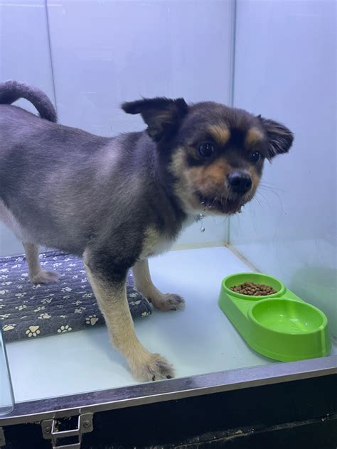 포메믹스탄 강아지무료책임분양 컴투펫위탁보호센터 강아지무료분양 고양이무료분양 강아지파양 고양이파양