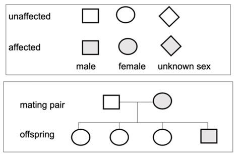 Biochem 2200 Section 25 Patterns Of Inheritance Flashcards Quizlet