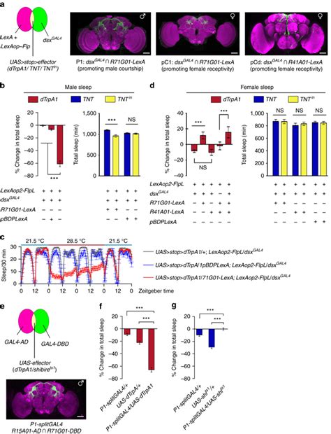 Genetic And Neuronal Mechanisms Governing The Sex Specific Interaction Between Sleep And Sexual