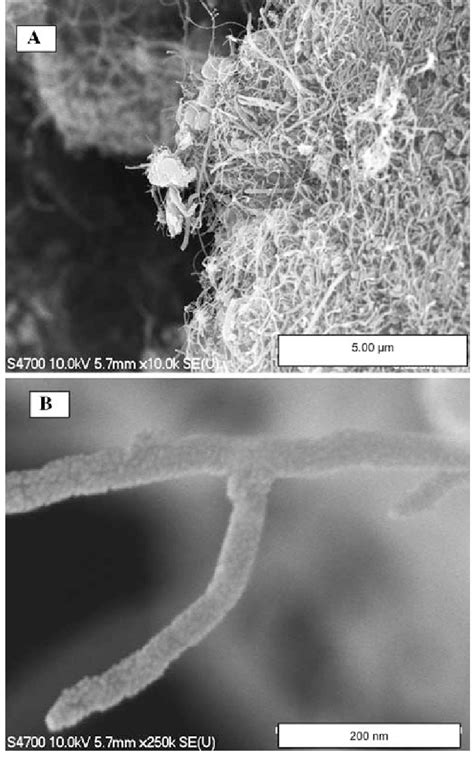 SEM Micrographs Of TiO MWCNTs Download Scientific Diagram