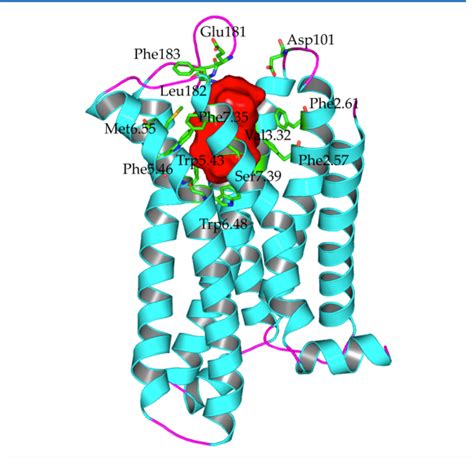 Cb2 Receptors Immune Support Within The Endocannabinoid System