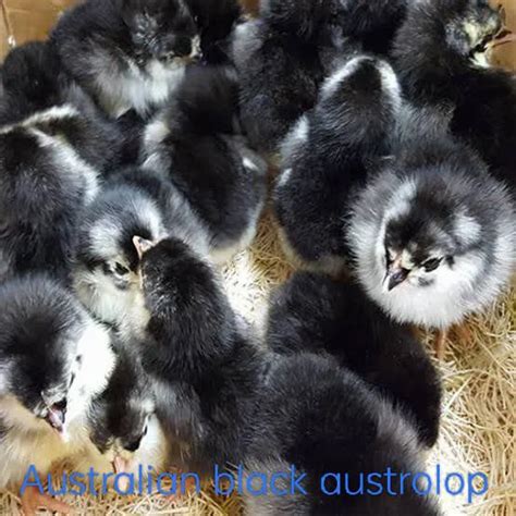 Ameraucana Black Australorp Chicks At Rs 35piece In Bilaspur Id