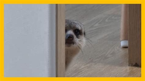 곱게자란 미어캣이 제일 무서워 하는 것 Youtube