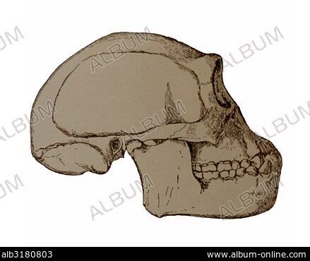Homo Habilis Fossils Discovered From Java