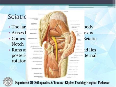 Acetabulum Anatomy