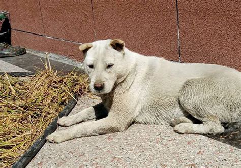 正宗广西猎犬图片 湖南猎犬品种 3000广西土猎犬出售 大山谷图库
