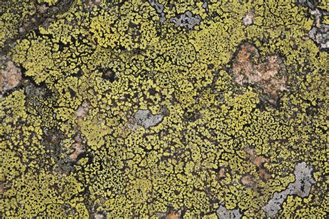 Lichenoid Bilder Bläddra Bland 143 Stockfoton Vektorer Och Videor