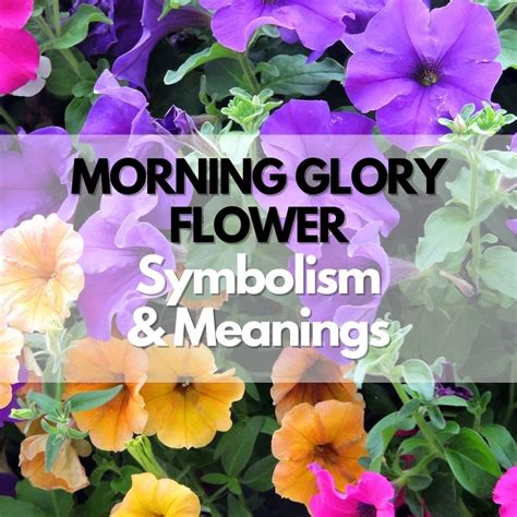 1403 Morning Glory How To Tell The Difference Between Morning Glory And Bindweed Ebrx