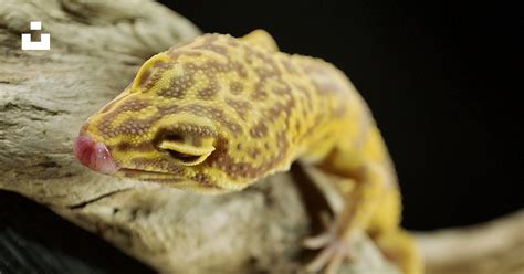 나뭇가지 위에 앉아 있는 노란색과 갈색의 도마뱀붙이 사진 Unsplash의 무료 도마뱀붙이 이미지