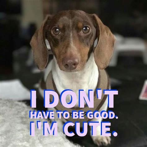 Small Weiner Meme