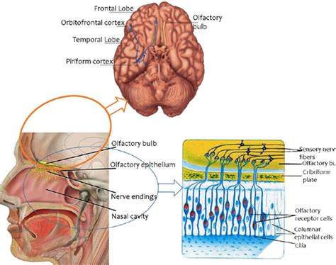 Piriform Cortex Anatomy
