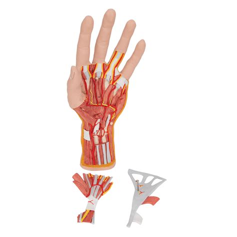 Anatomía Funcional De La Mano Cobertura Cutánea De La Mano Y De Los