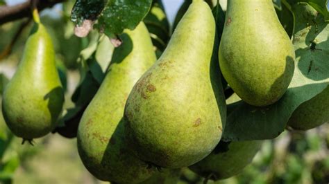 Our 15 Favorite Pear Tree Varieties For Home Gardens