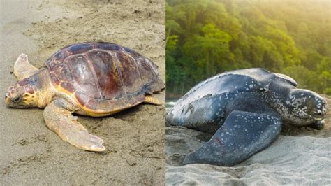 Why Do Turtles Move So Slowly The Real Answer Online Field Guide
