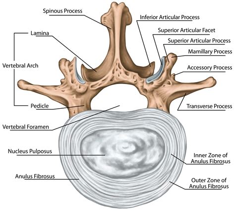 Understanding Basic Spinal Anatomy New Jersey Comprehensive Spine Care