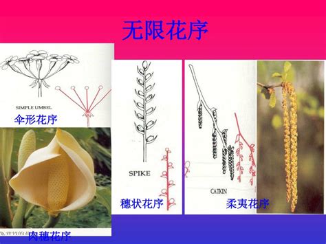 Ppt 花的形态 Powerpoint Presentation Free Download Id5793124