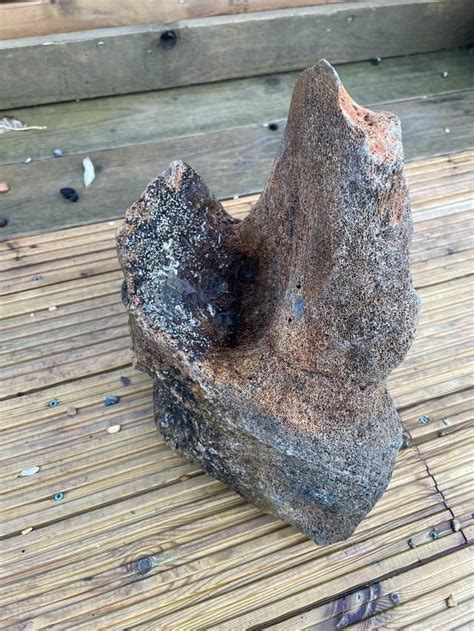Isle Of Wight Possible Fossil And Identification Request 15kg Weight 40cm In Length R Fossilid