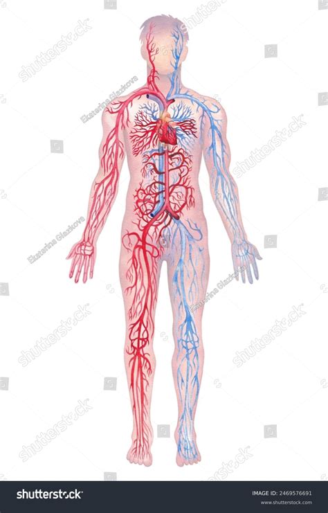 Human Arteries And Veins Diagram