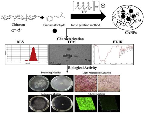 Encapsulation Of Cinnamaldehyde In Chitosan Nps By The Ionic Gelation