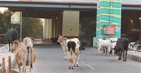 특파원 시선 2047년까지 선진국 인도 거리의 소와 개는 어찌할까