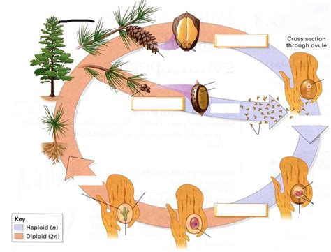 Life Cycle Of Gymnosperms Gynosperm Reproduction The Bible Of