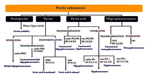 Review On Bacterial Production Of Alkaline Pectinase With Special