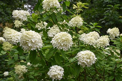 Powerball Hydrangea Hydrangea Paniculata Smnhplk In Denver