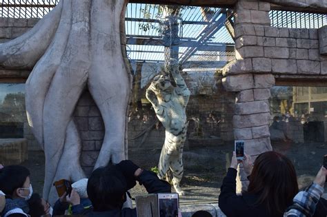 写真いれいすコラボ 東武動物公園ウインターイルミネーション10 29開幕あとなびマガジン