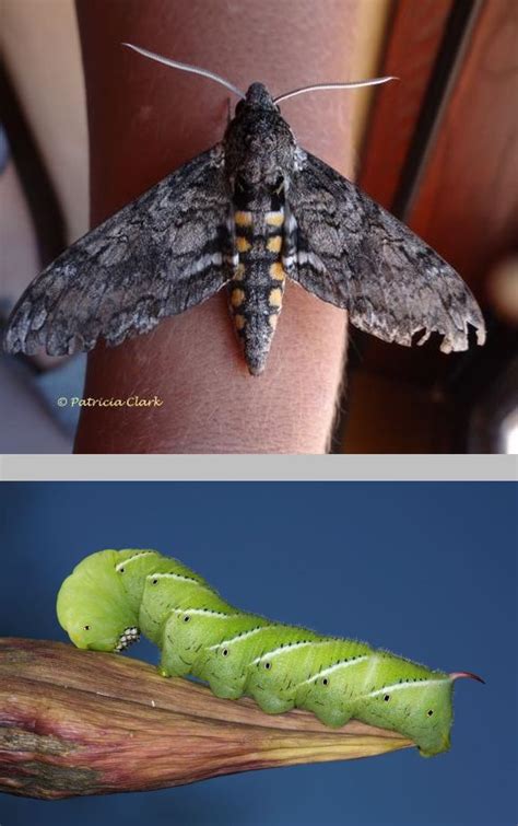 Carolina Sphinx Manduca Sexta Linnaeus 1763 Hornworm Tomato