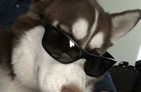 Husky로 Git Hook 설정하기