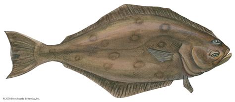 Halibut Types Taxonomy And Facts Britannica