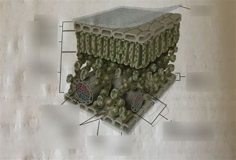 Internal Leaf Structure Diagram Quizlet