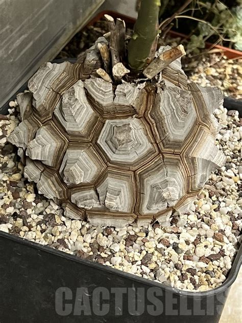 Care About Caudex Plants Cactus Online