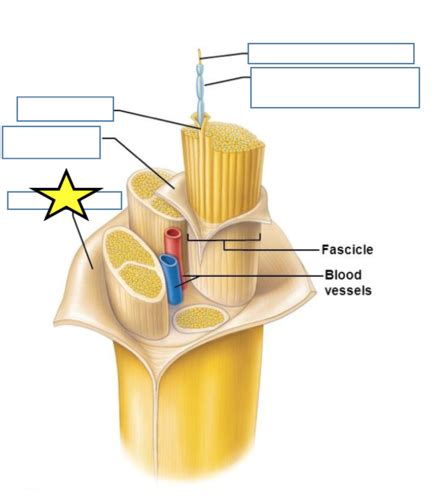 Ot505 Anatomy Lab Module 4 Brachial Plexus Flashcards Quizlet