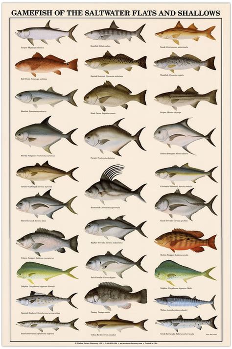 Free Printable Saltwater Fish Identification Chart Download Free