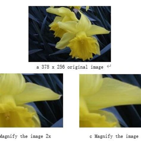 Image After Processing By Bilinear Interpolation Method Download