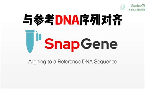Snapgene 与参考dna序列对齐 知乎