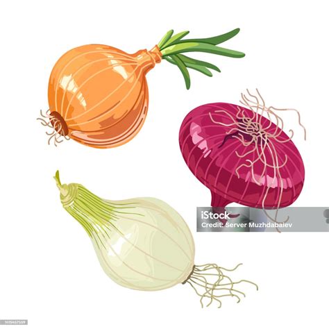 인쇄 및 디자인을위한 흰색 배경에 사실적인 스타일의 양파의 다양한 변형 벡터 일러스트레이션 양파에 대한 스톡 벡터 아트 및 기타