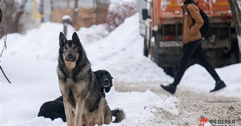 В Челябинске бездомные собаки напали на ребенка Новости Mail