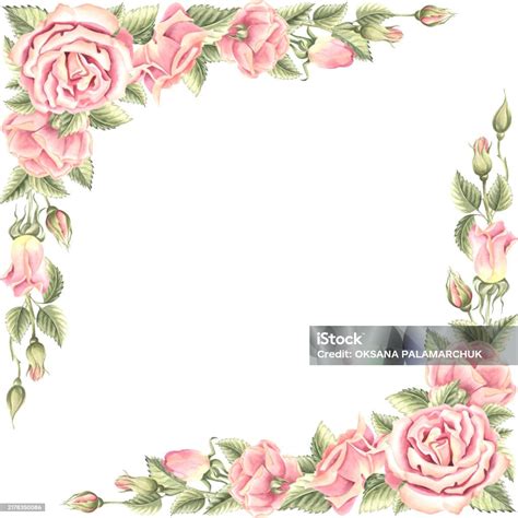 새싹과 녹색 잎이 있는 장미의 꽃 템플릿 봄 엽서 사본 공간 프레임 광장 손으로 그린 수채화 그림이 분리되어 있습니다 초대장 엽서 결혼식 섬유에 대 한 배경 0명에 대한