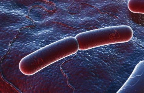 28 Facts About Asexual Reproduction