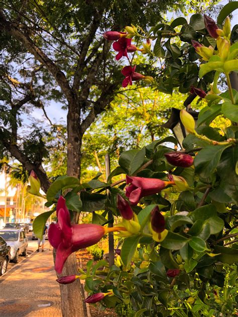 Alamanda Rubra Allamanda Blanchetti Jardim Jardinagem Natureza