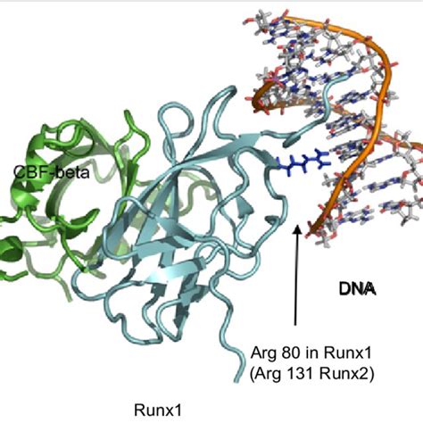 Crystal Structure Of The Runt Related Transcription Factor