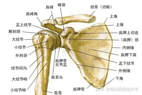 半肩关节置换 知乎
