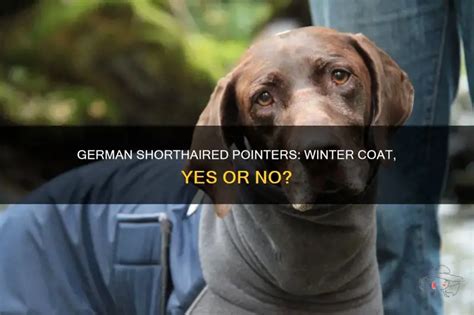 German Shorthaired Pointers Winter Coat Yes Or No Shunvogue