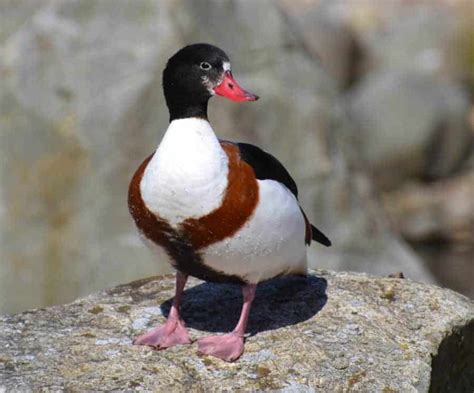20 Ducks With Blue Feathers With Pictures And Id Guides Duck Species
